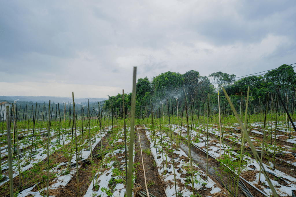 Sopan Sopian Komitmen Dukung Sektor Perkebunan di Muara Wis dan Tabang ...